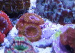 True Yellow Acans with pink mouth | Reef2Reef