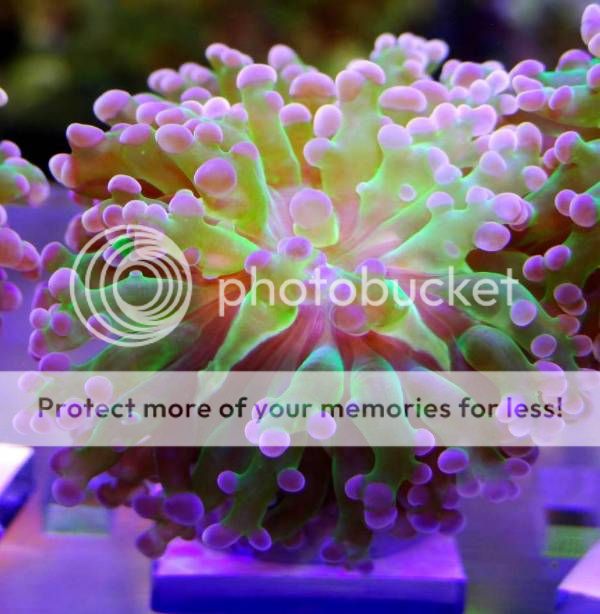 Festival de Cores -Destaque colonia Digitata BLUE GERMAN ORA - Brasil ...