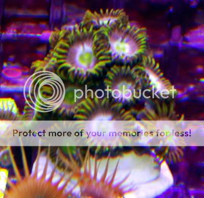 Festival de Cores -Destaque colonia Digitata BLUE GERMAN ORA - Brasil ...