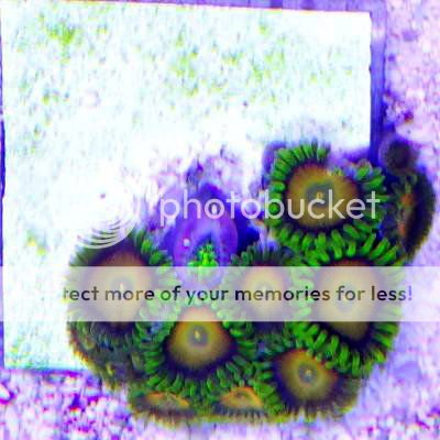 Festival de Cores -Destaque colonia Digitata BLUE GERMAN ORA - Brasil ...