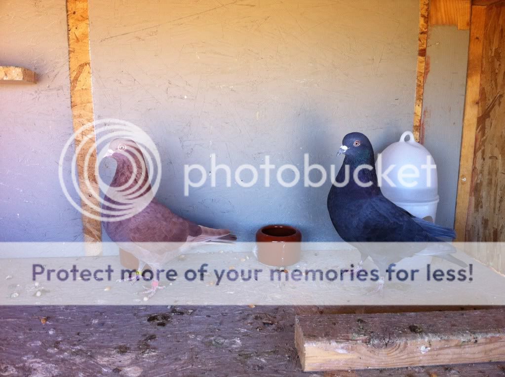 My new, old German Owl droppers | Pigeon-Talk