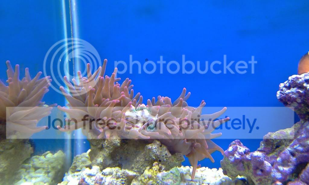 Reef Aquarium Fact #101 Anemones often split as a response to stress ...